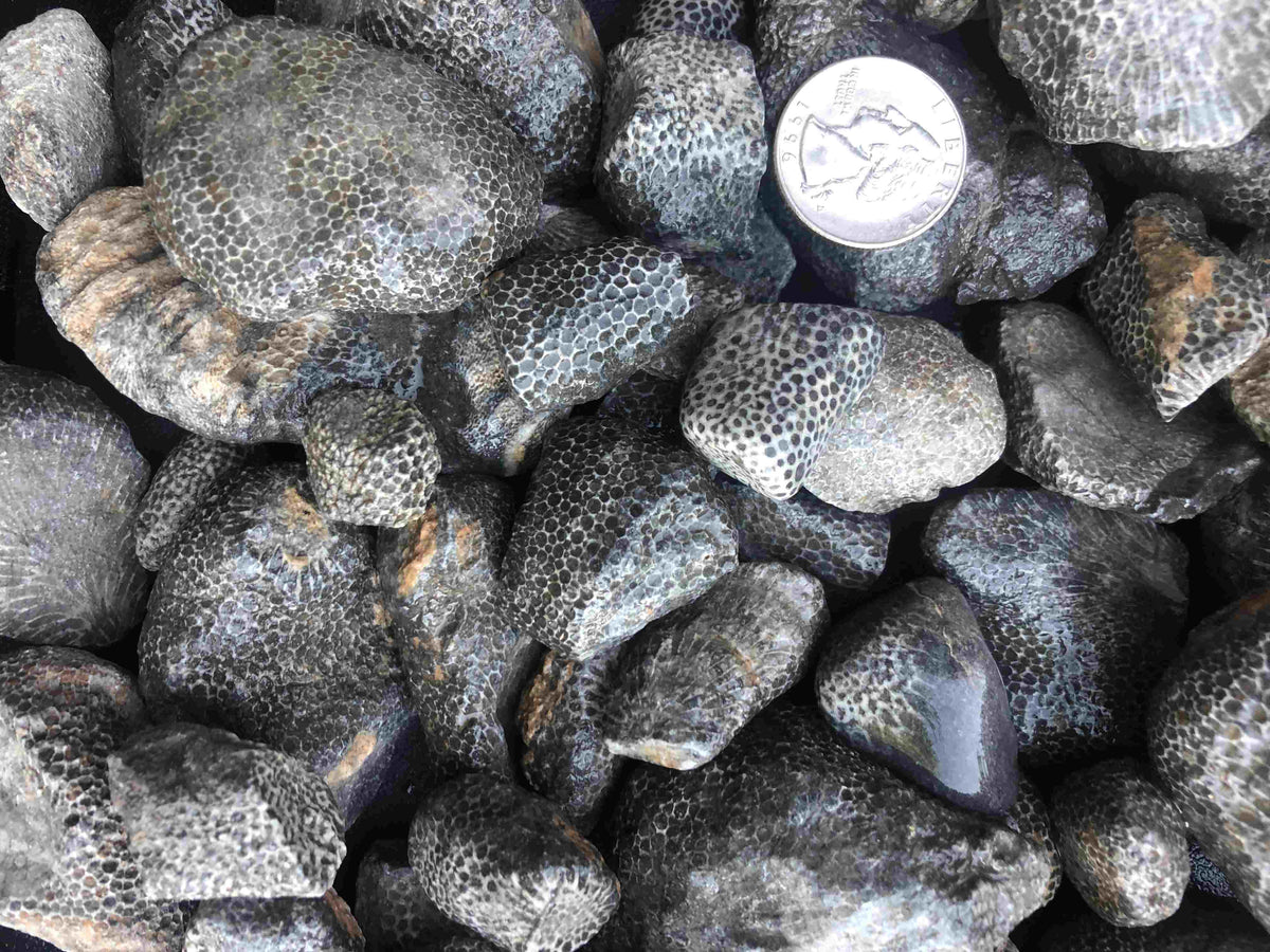 Bryozoan – Rockswest
